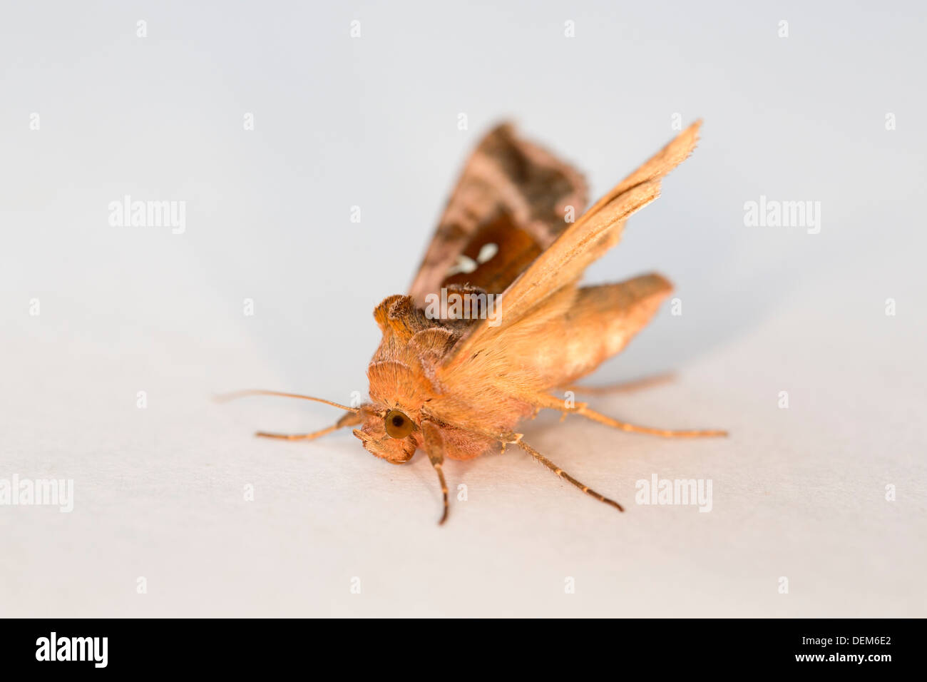 Golden y moth hi-res stock photography and images - Alamy