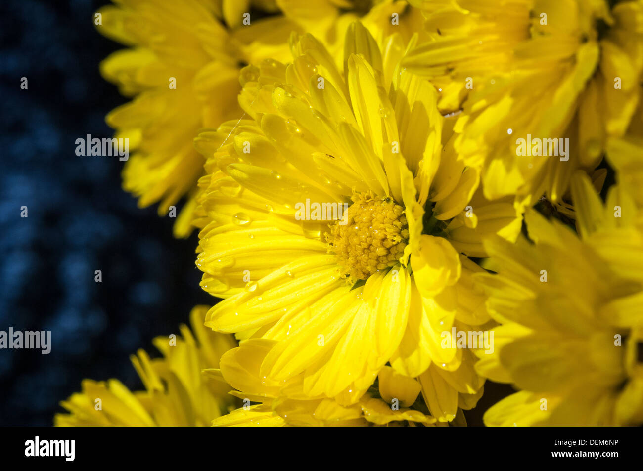 Flowers spring hi-res stock photography and images - Alamy