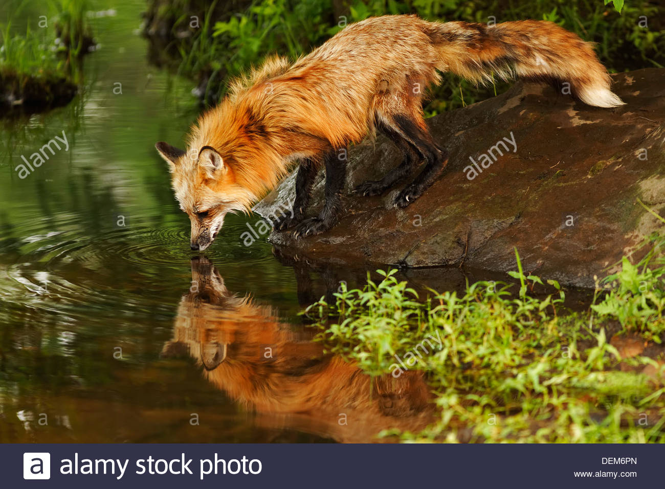 Captive Red Fox Stock Photos & Captive Red Fox Stock Images - Alamy