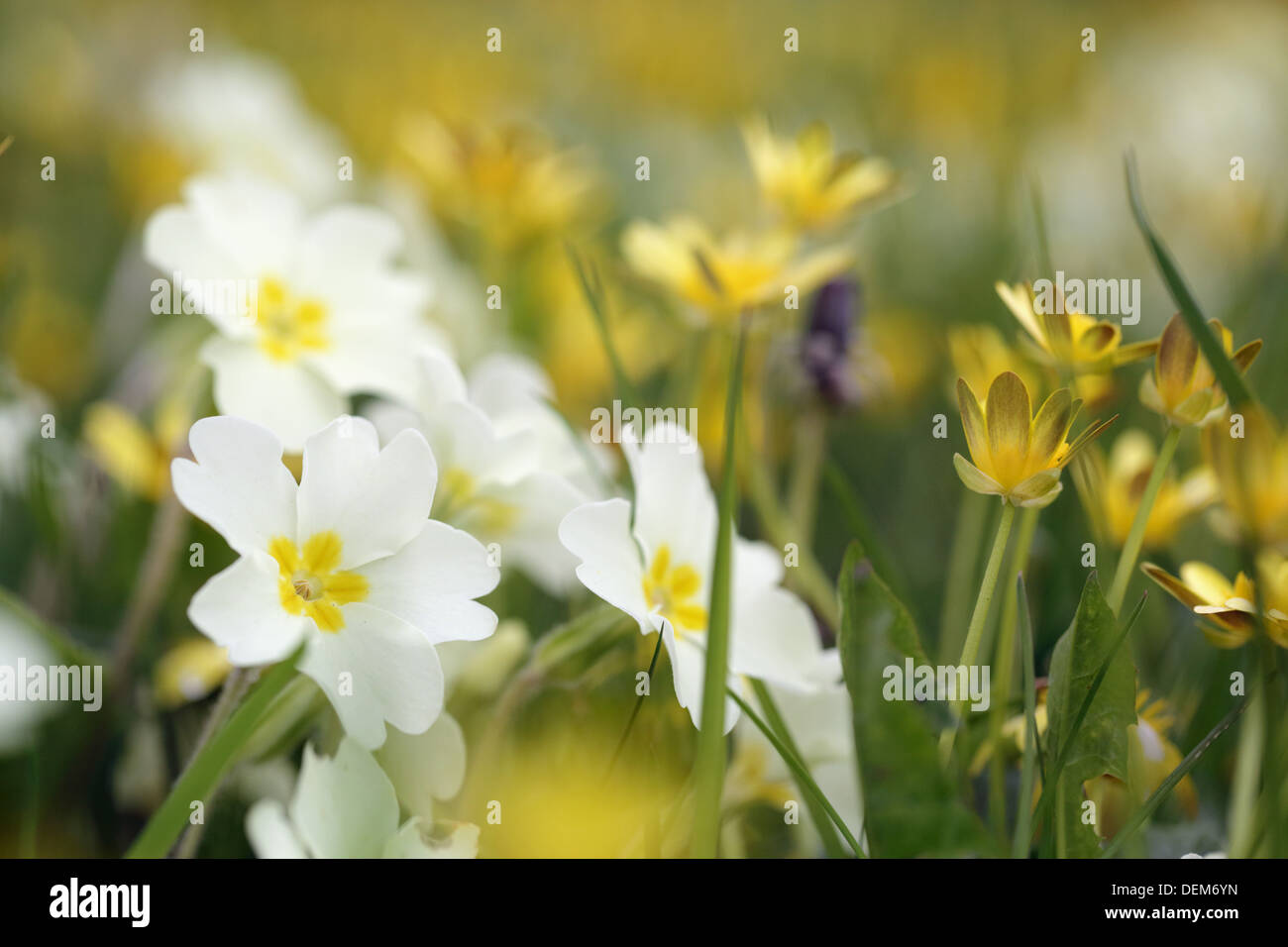 Primroses; Primula vulgaris; and Celandines; Ranunculus ficaria; Flower ...