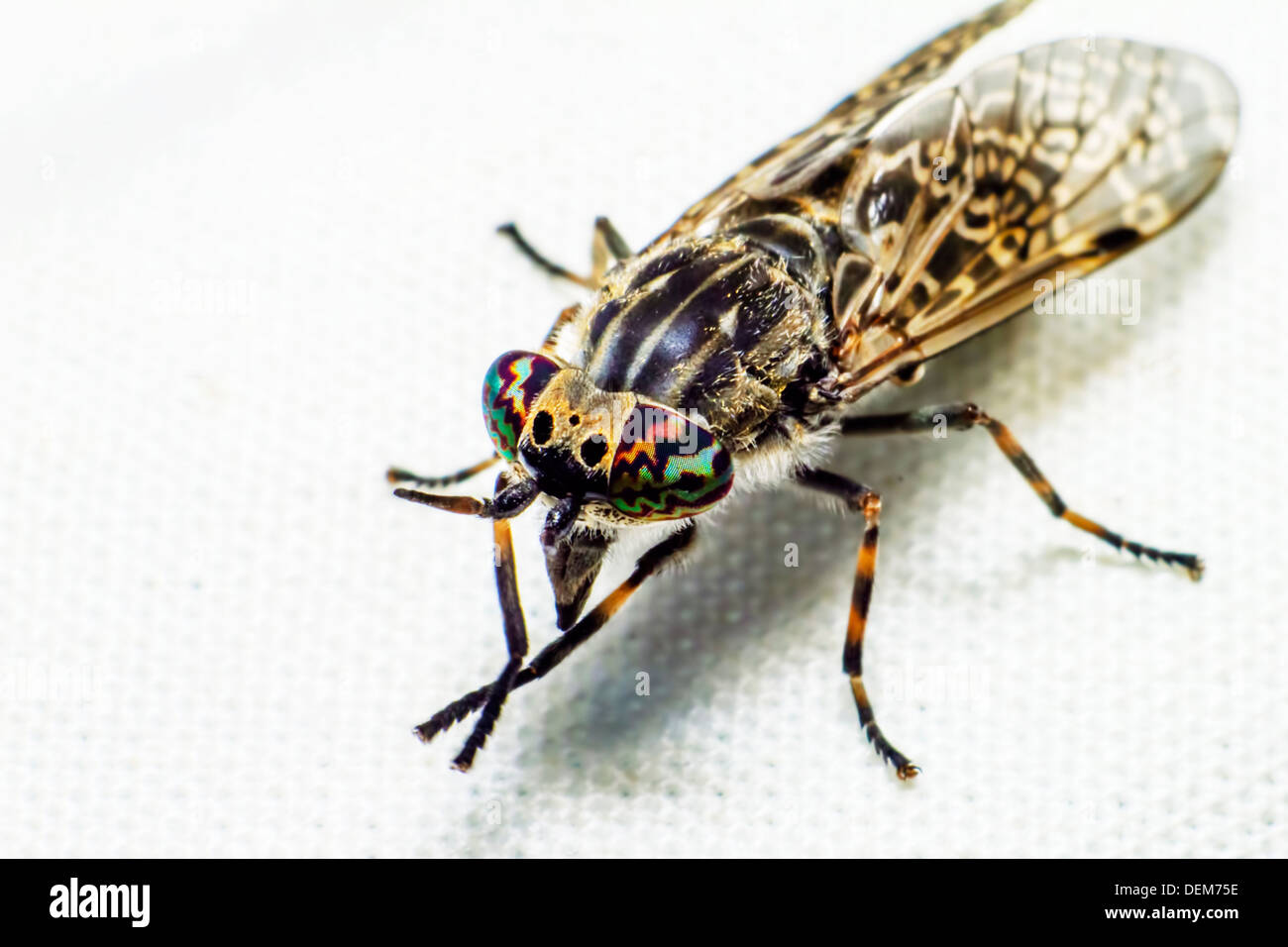 Portrait of a Horse-fly Stock Photo - Alamy