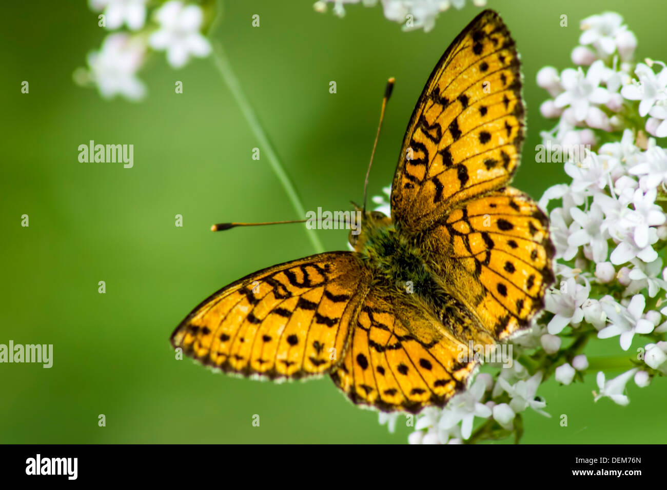 Portrait of a common forest butterfly Stock Photo - Alamy