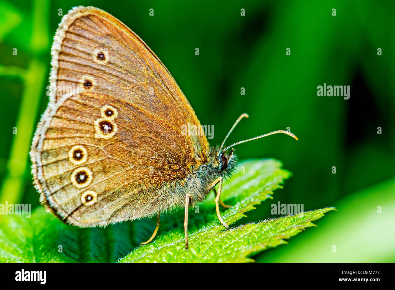 Portrait of a common forest butterfly Stock Photo - Alamy