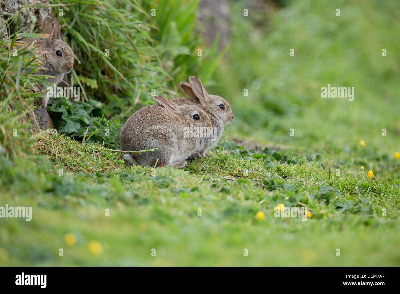 Rabbit; Oryctolagus cunniculus; Young; UK Stock Photo - Alamy