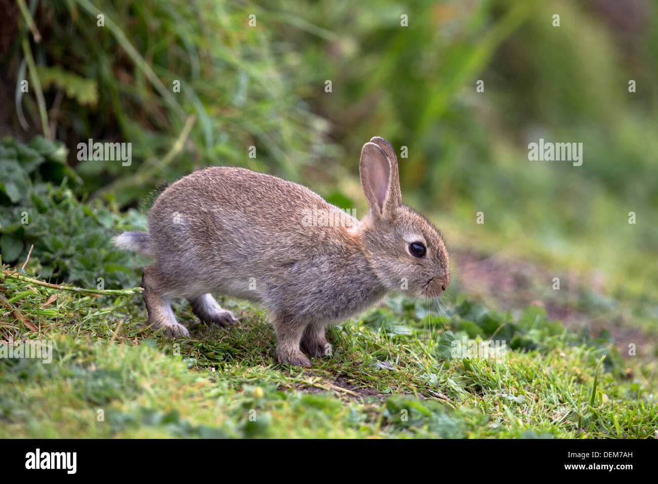 Rabbit; Oryctolagus cunniculus; Young; UK Stock Photo - Alamy