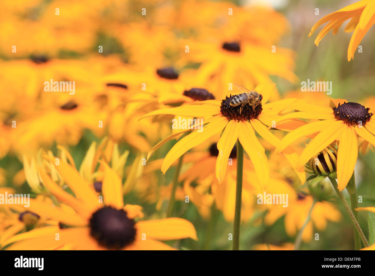 field of nice yellow flowers with bee Stock Photo - Alamy