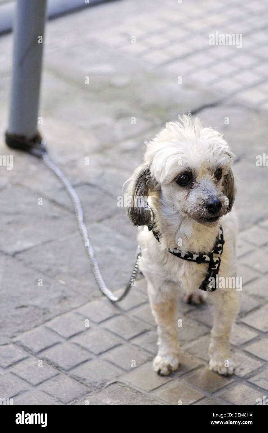 Chained dog hi-res stock photography and images - Alamy