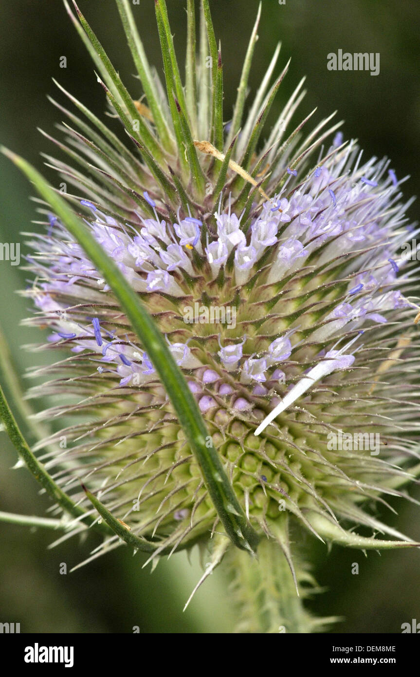 Dipsacus sp hi-res stock photography and images - Alamy