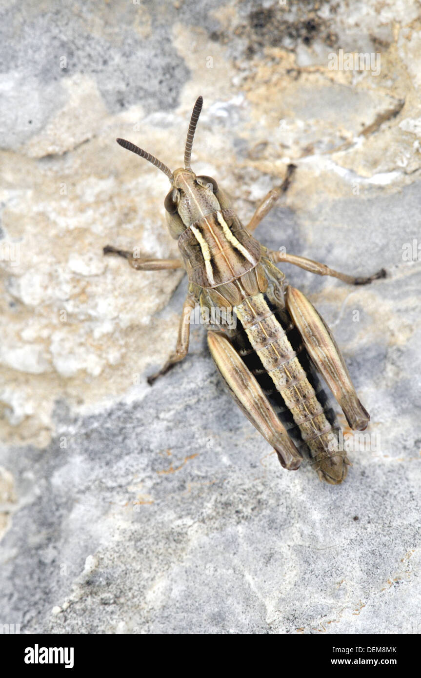 Grasshopper. Grouse locust. Tetrix sp. Order Orthoptera. Fam ...