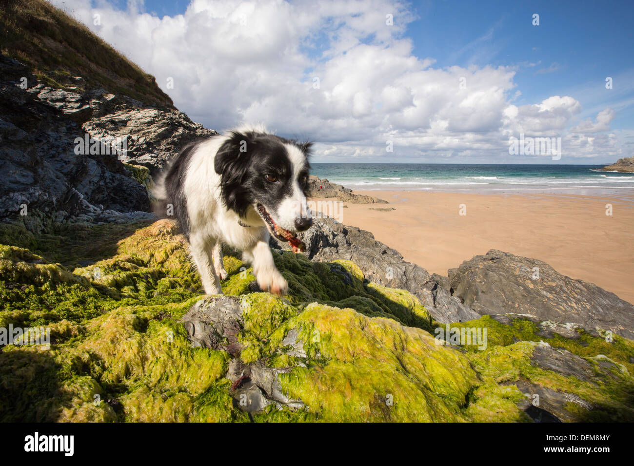 A border Collie at Porth Joke on Pentire Point, near Newquay, Cornwall ...