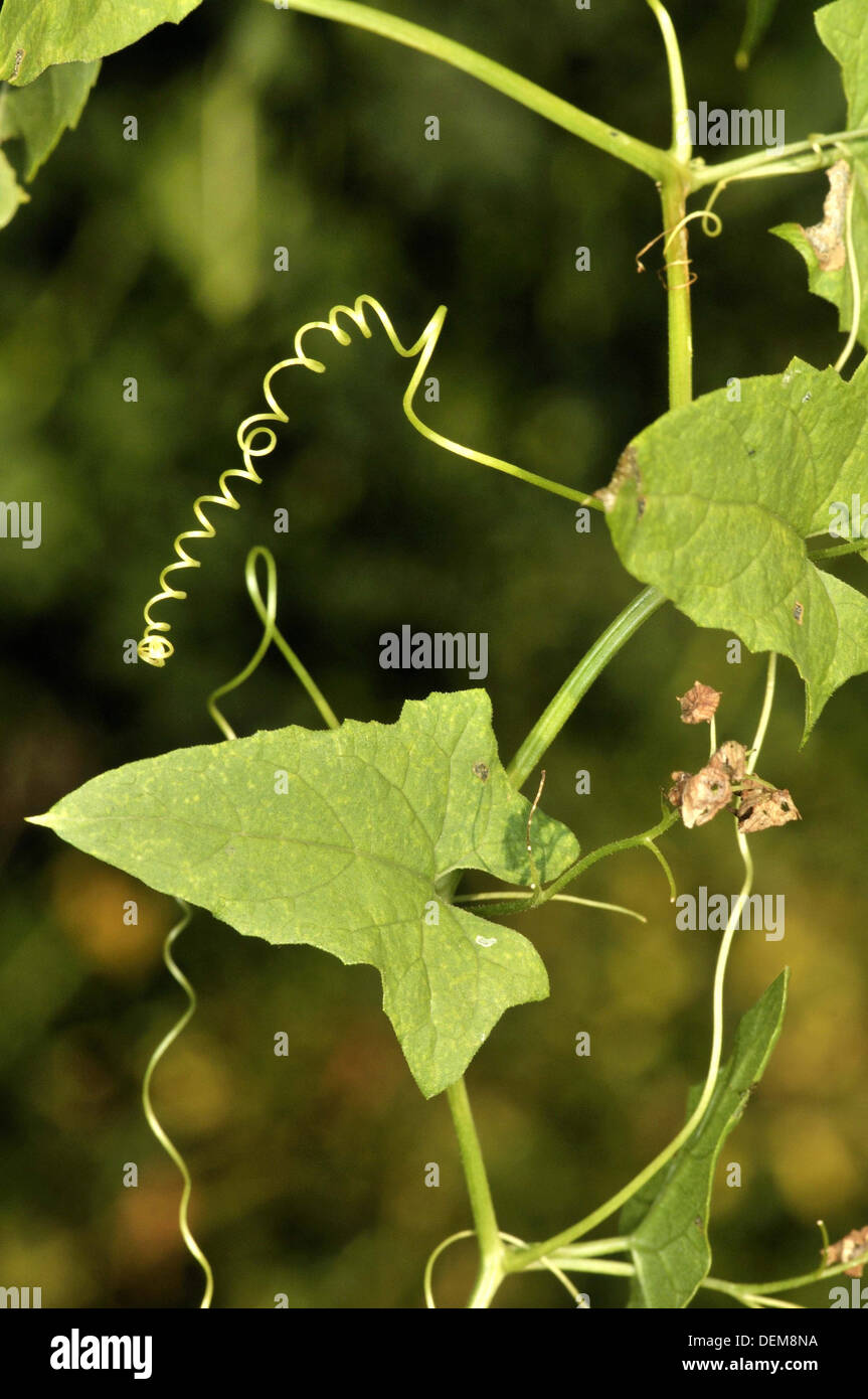 Plant climbing stem bryonia dioica hi-res stock photography and images ...