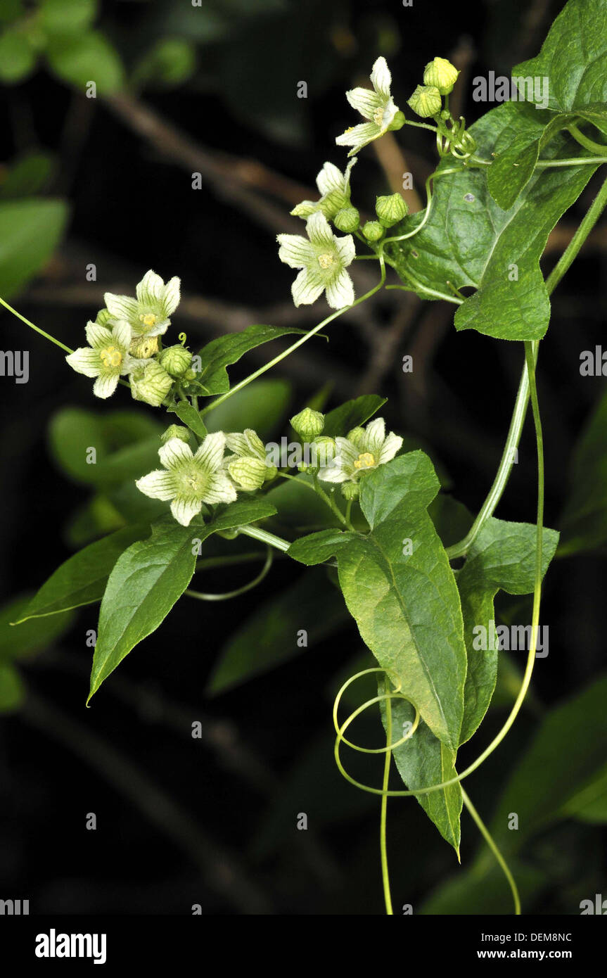 Plant climbing stem bryonia dioica hi-res stock photography and images ...