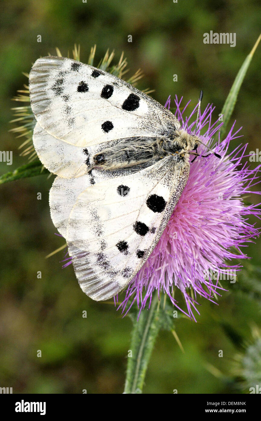 Apollon butterfly hi-res stock photography and images - Alamy