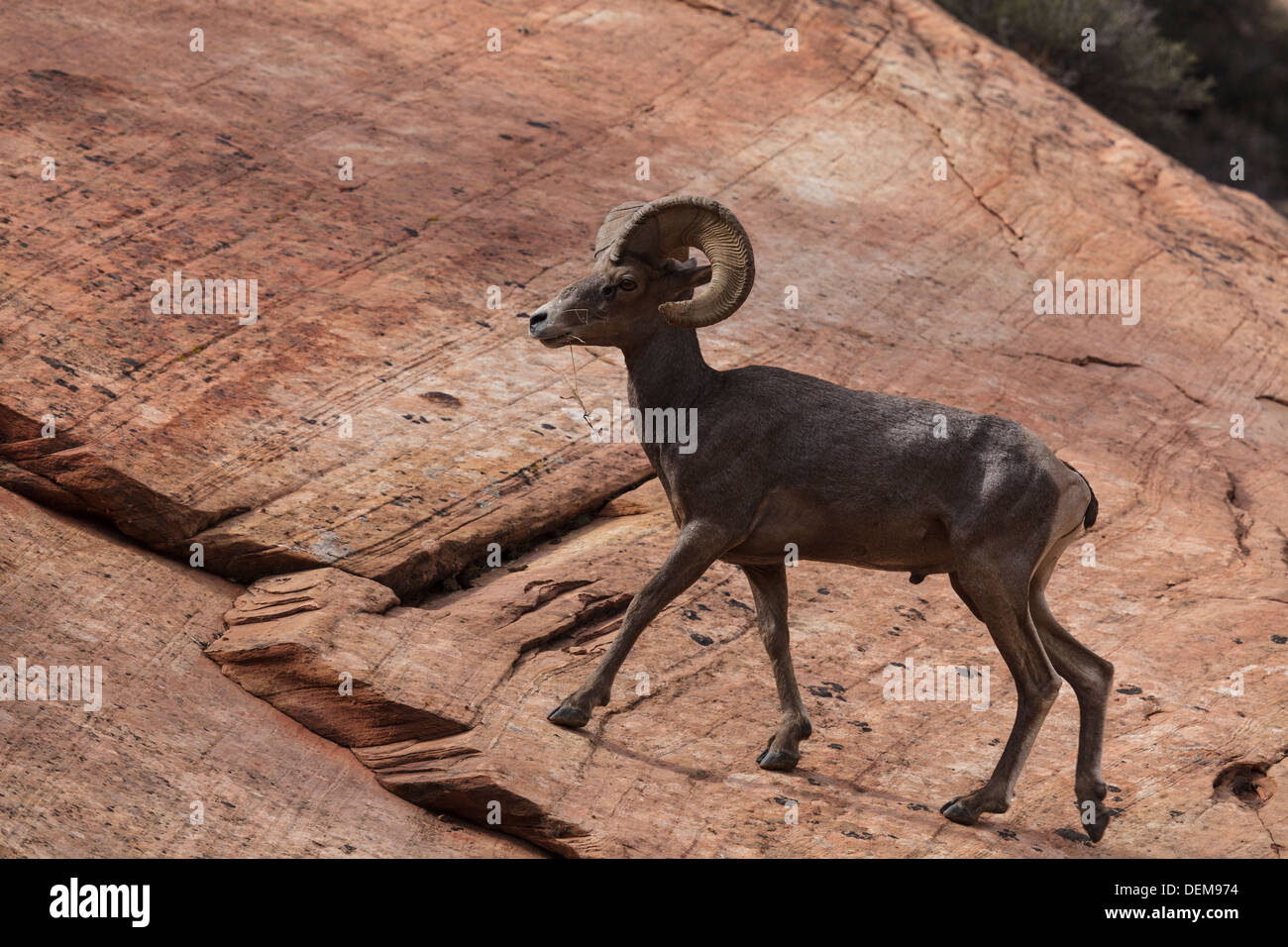 Desert bighorn sheep Stock Photo - Alamy