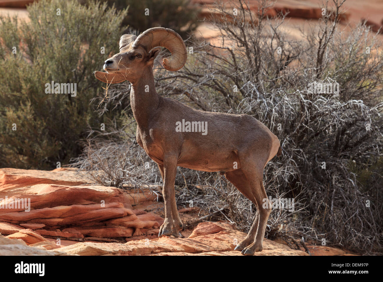 Desert bighorn sheep Stock Photo - Alamy