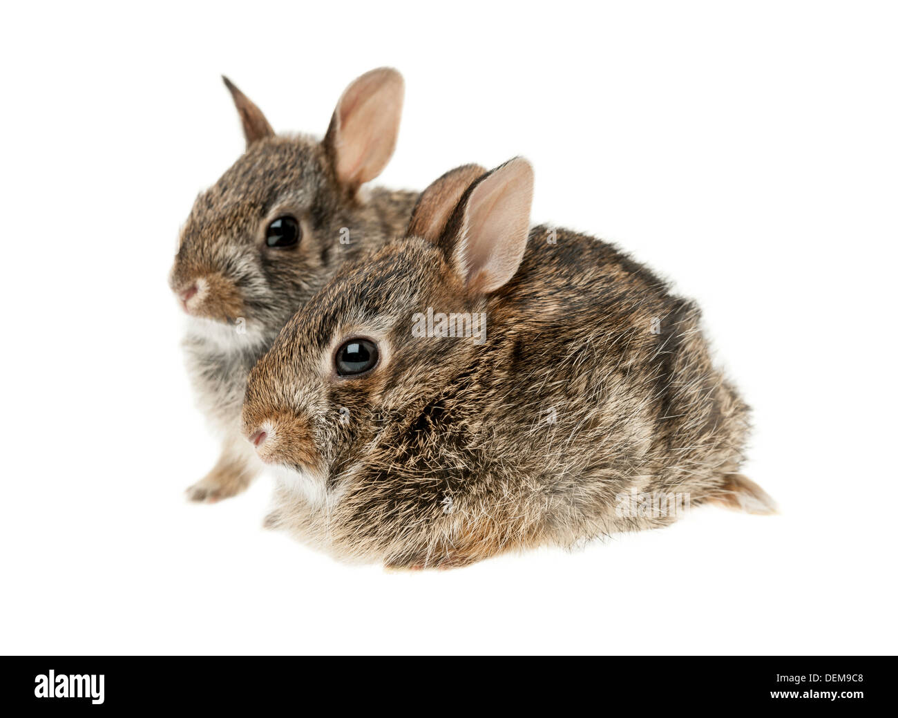 Portrait of two baby wild cottontail rabbits isolated on white ...