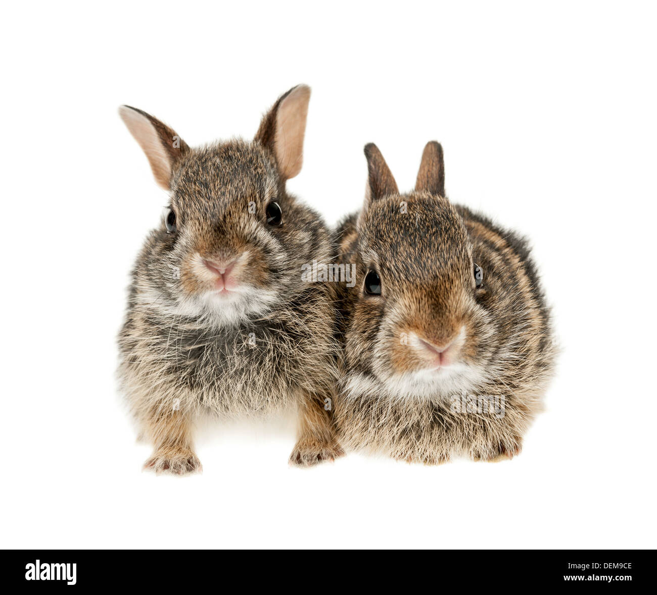 Portrait of two baby wild cottontail rabbits isolated on white ...