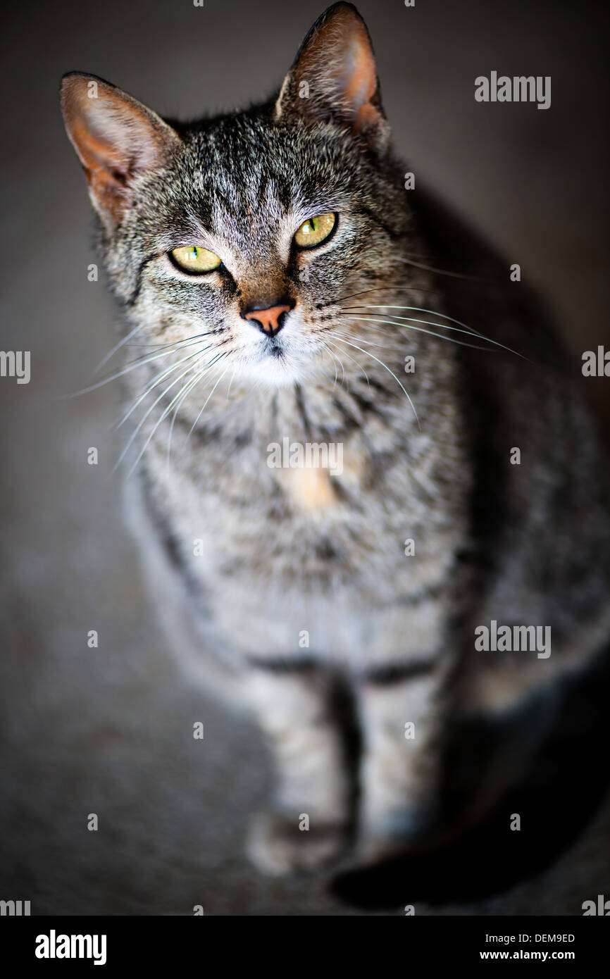 Gray grey animals hi-res stock photography and images - Alamy