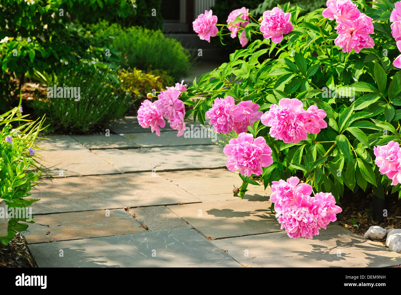 Pink path hi-res stock photography and images - Alamy