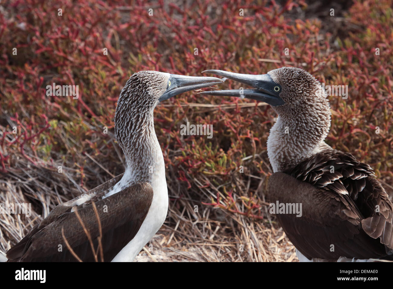Mating gift hi-res stock photography and images - Alamy