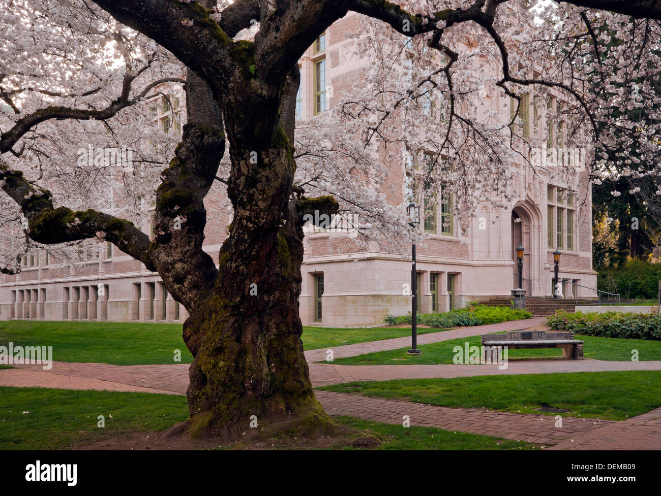 WASHINGTON - Cherry trees in bloom on the Quad of the University of ...