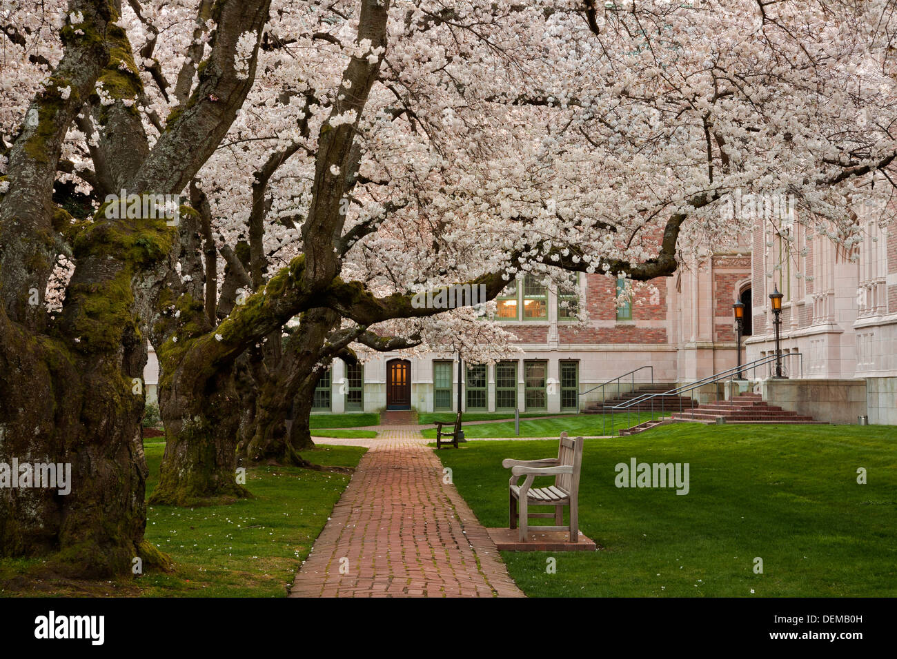 WASHINGTON - Cherry trees in bloom on the Quad of the University of ...