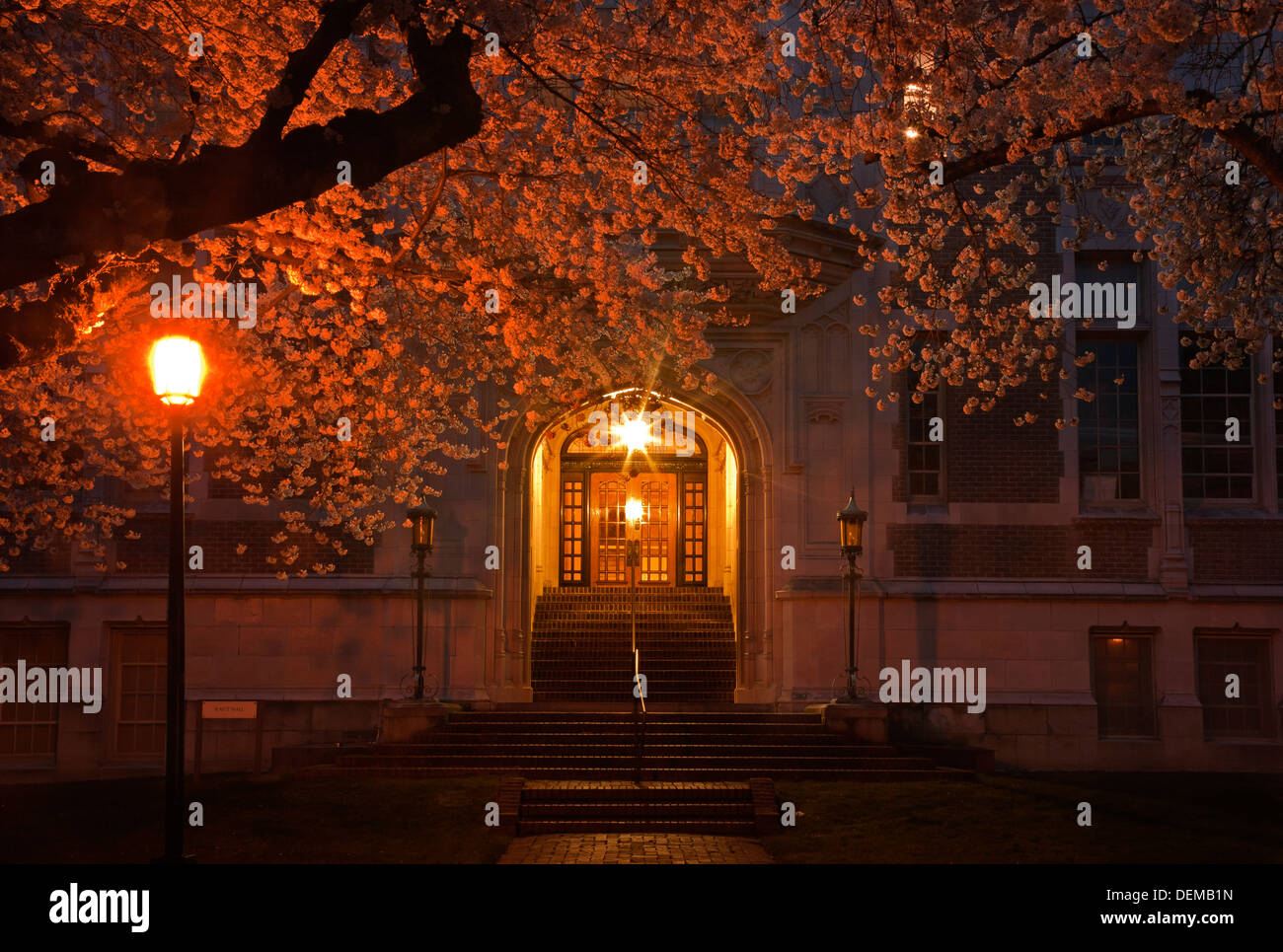 WASHINGTON - Cherry trees in bloom after dark at Raitt Hall on the Quad ...