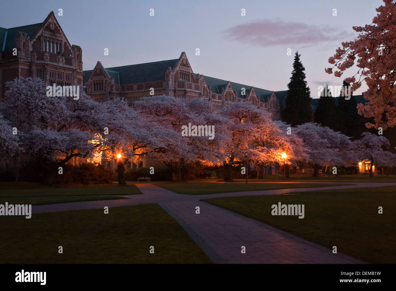 WASHINGTON - Cherry trees in bloom in the late afternoon on the Quad of ...