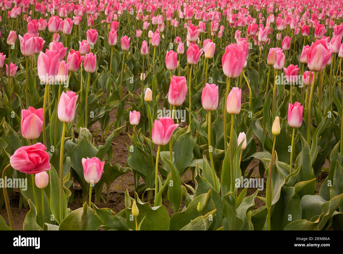 WASHINGTON - Field of commercially grown tulips in the Skagit River ...