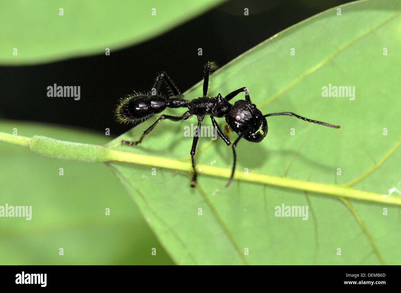 Family formicidae ants hi-res stock photography and images - Alamy