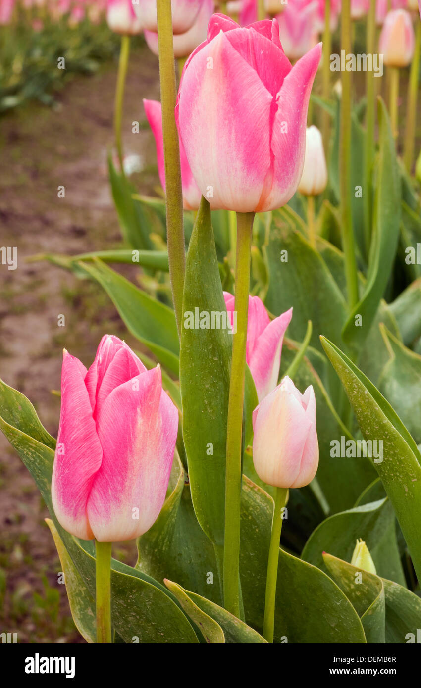 WASHINGTON - Field of commercially grown tulips in the Skagit River ...