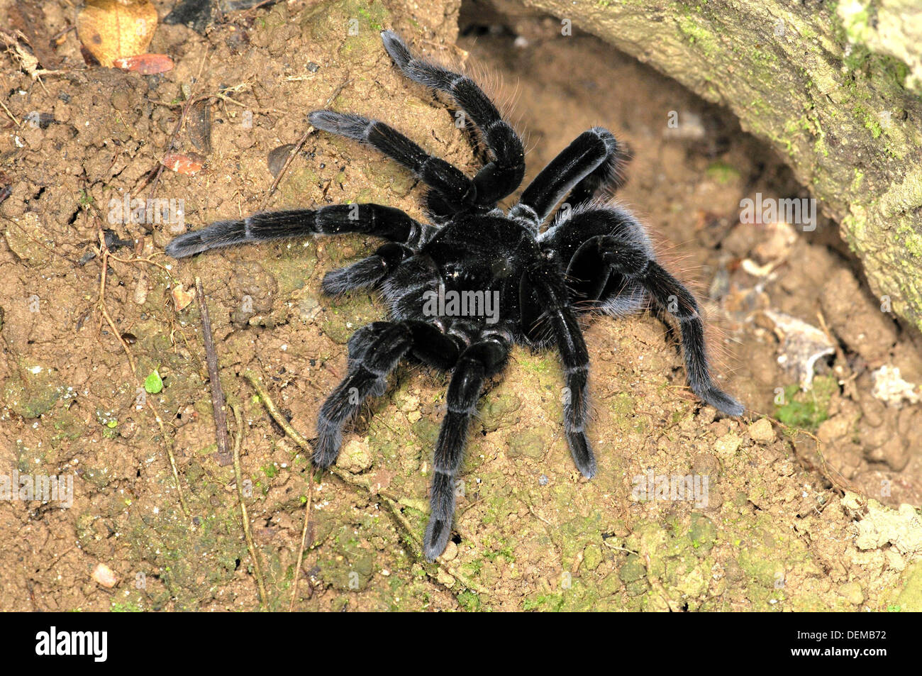 Group of tarantula hi-res stock photography and images - Alamy