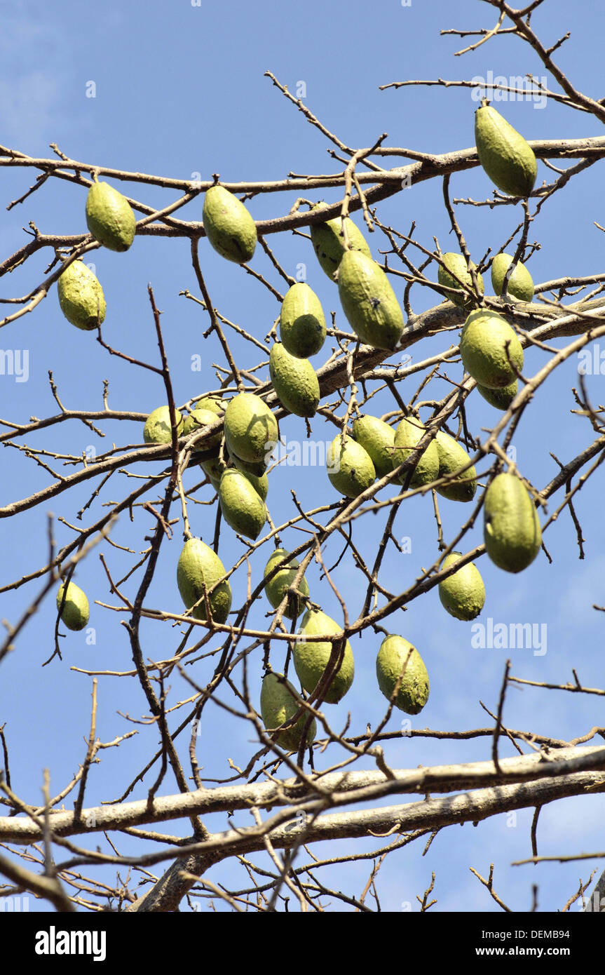 Chorisia chorisia sp hi-res stock photography and images - Alamy