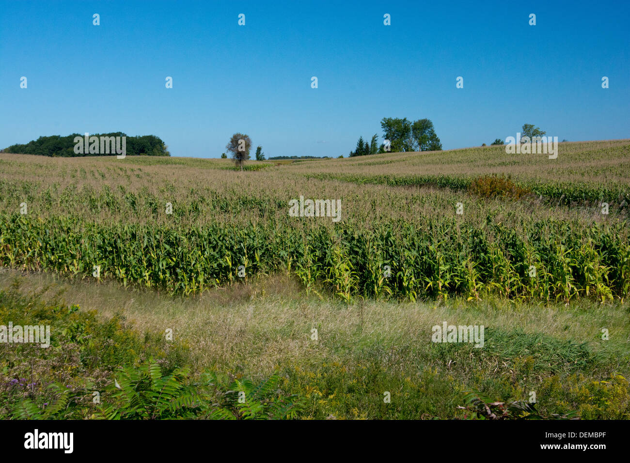 Cornfields in Quebec Stock Photo - Alamy