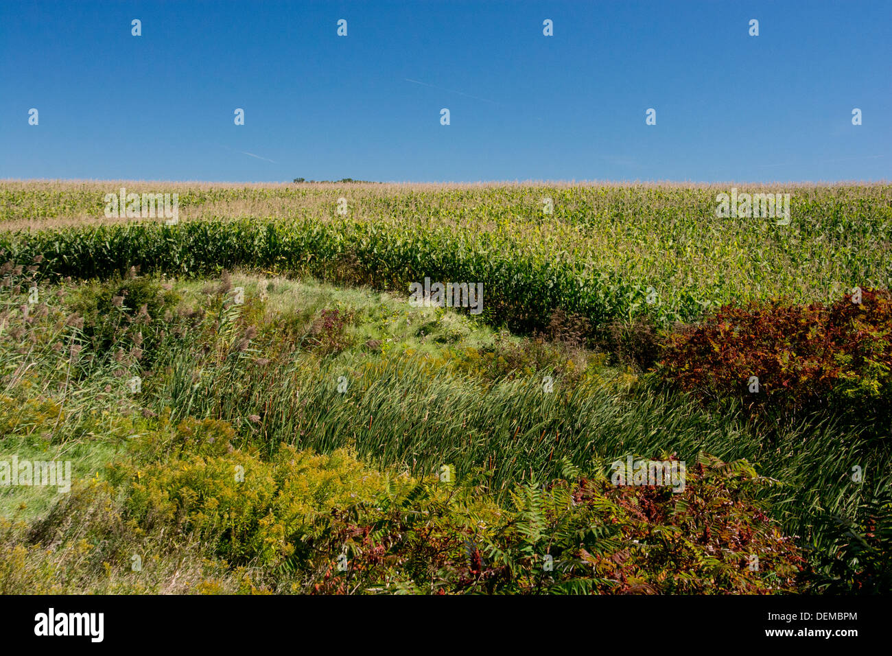 Cornfields in Quebec Stock Photo - Alamy