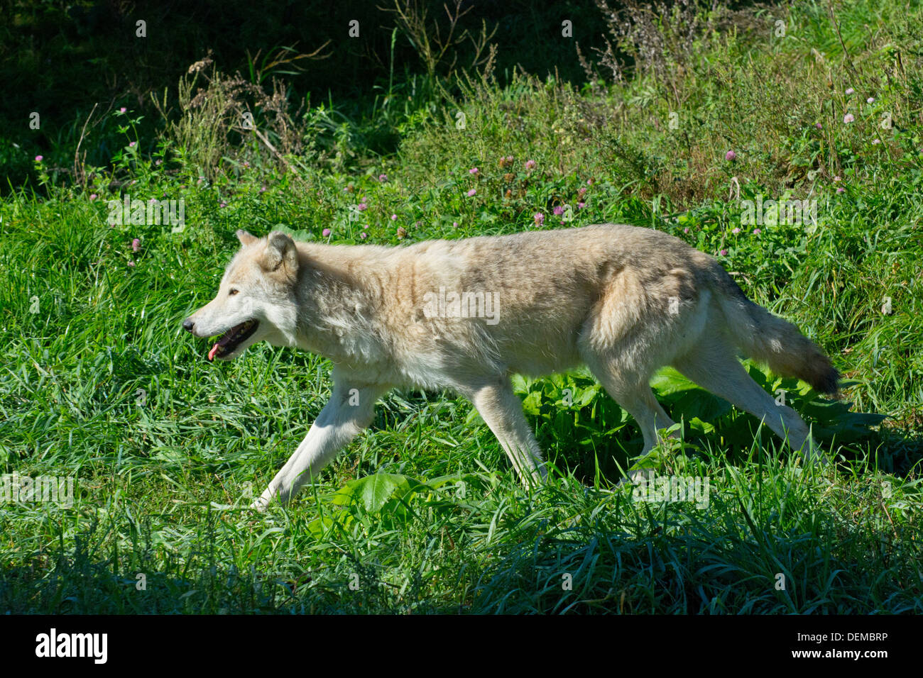 A Timber Wolf Stock Photo - Alamy