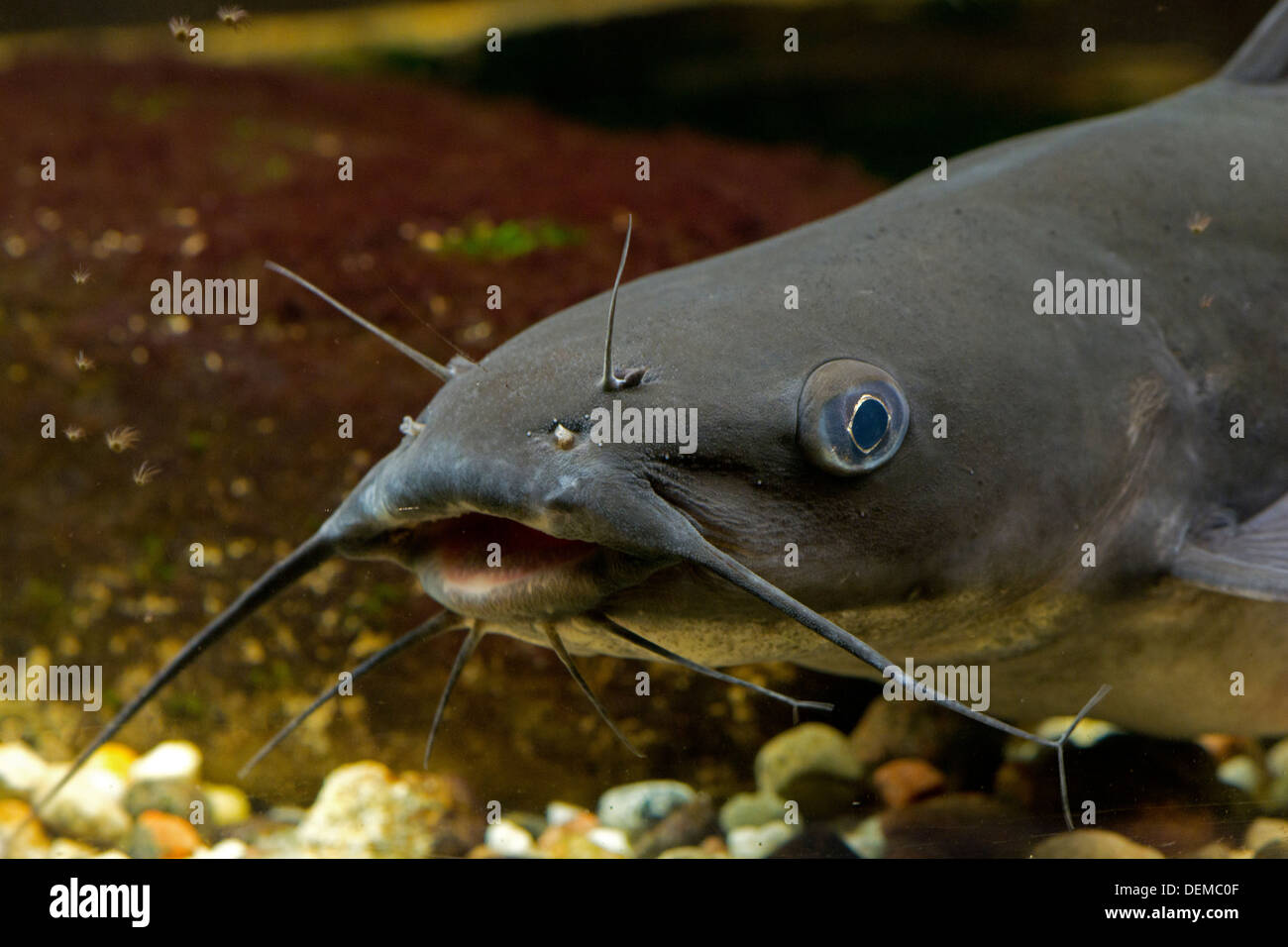 Close-up of a Catfish Stock Photo - Alamy