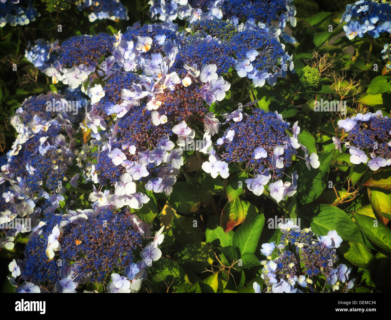 Hortensia aspera macrophylla hi-res stock photography and images - Alamy