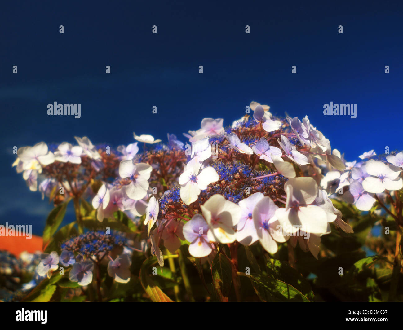 Hortensia aspera macrophylla hi-res stock photography and images - Alamy