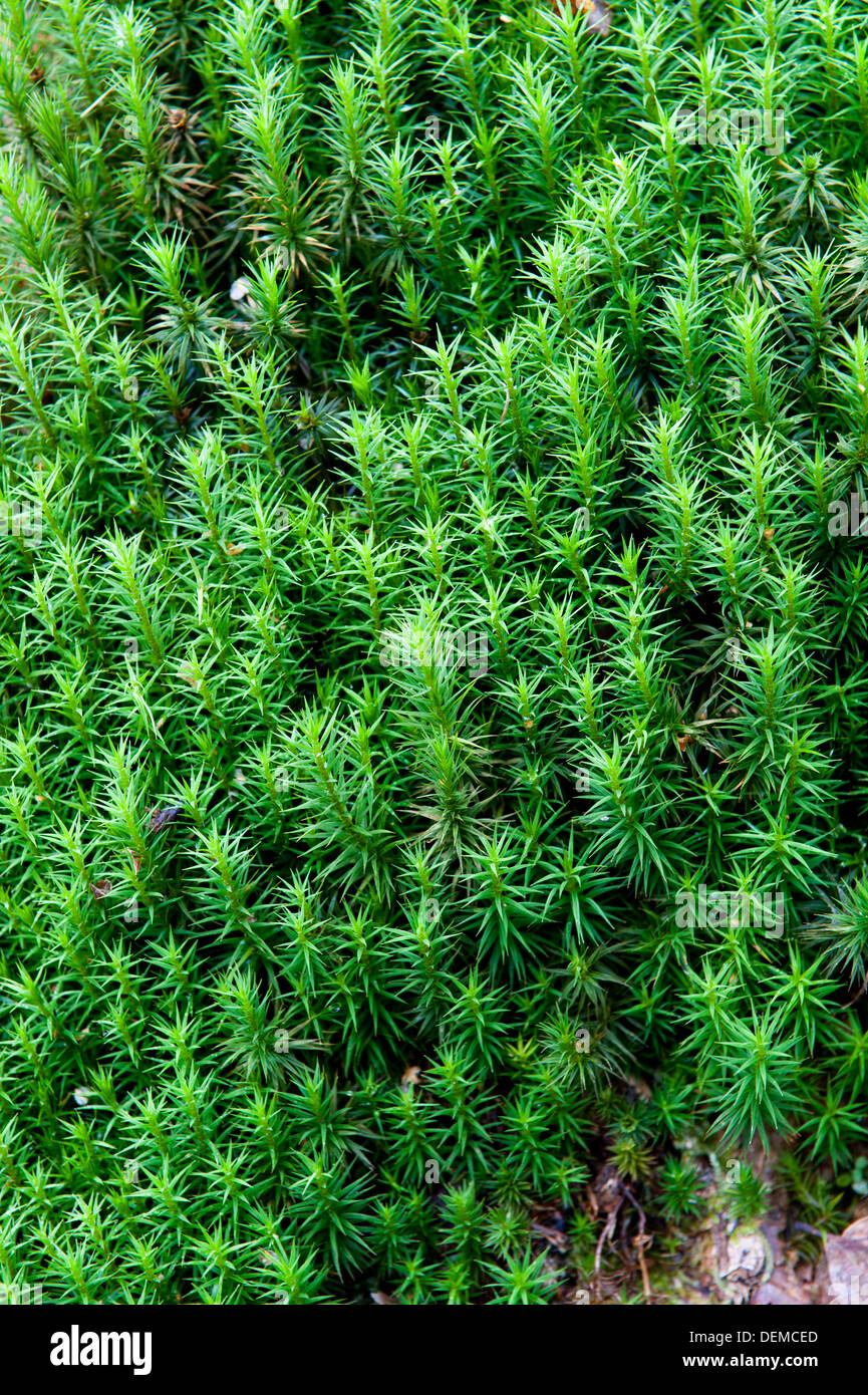 ground pines (Lycopodium Stock Photo - Alamy