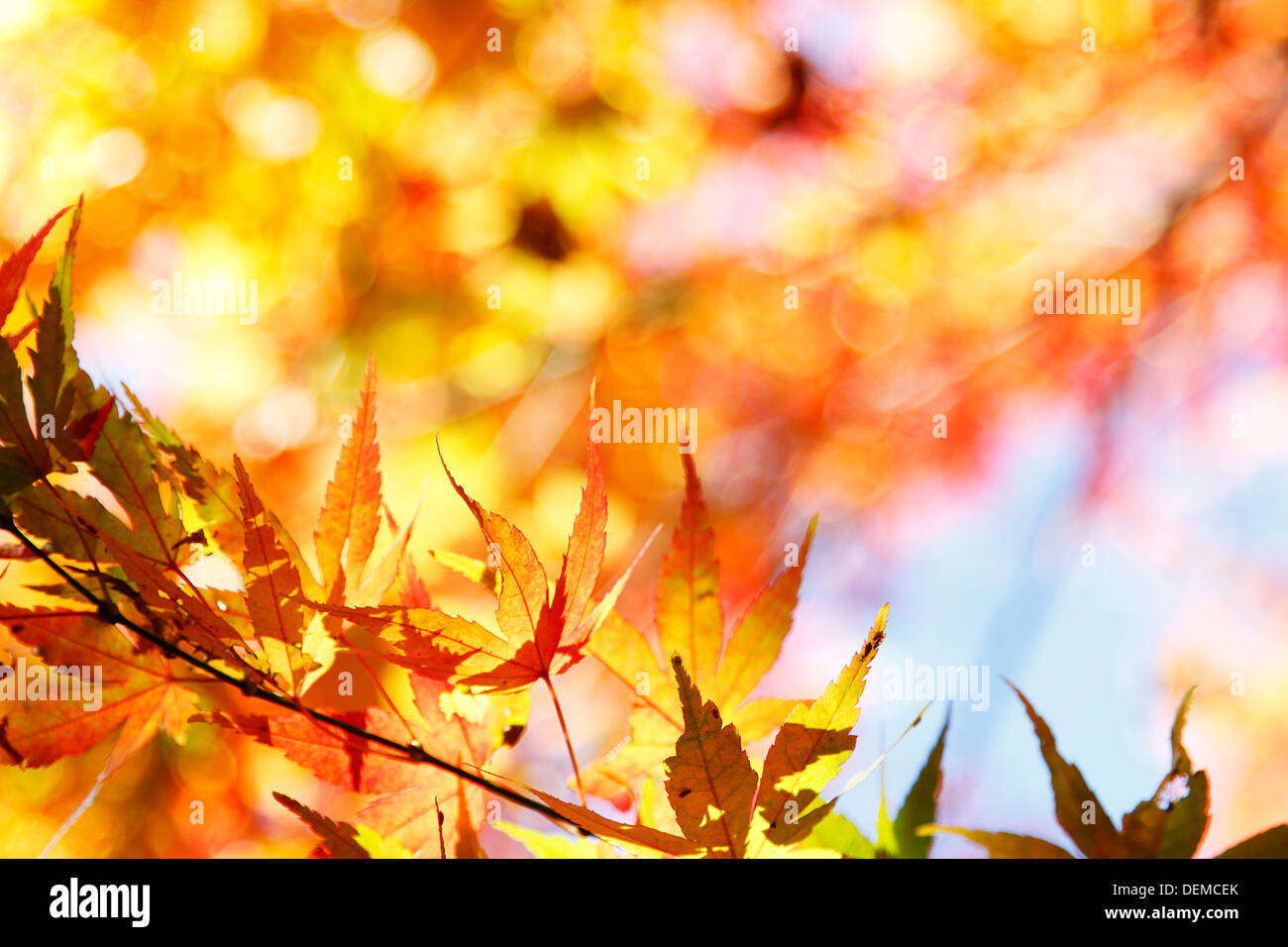 Forest change hi-res stock photography and images - Alamy