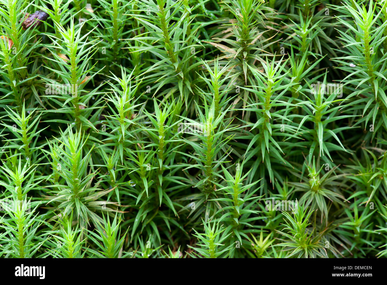 ground pines (Lycopodium Stock Photo - Alamy