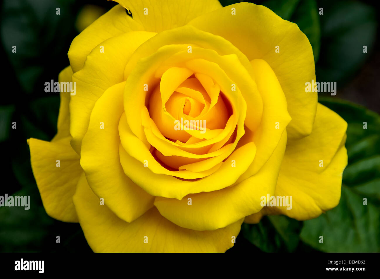 hever kent wild flowers roses red spring england uk europe daisy flora ...