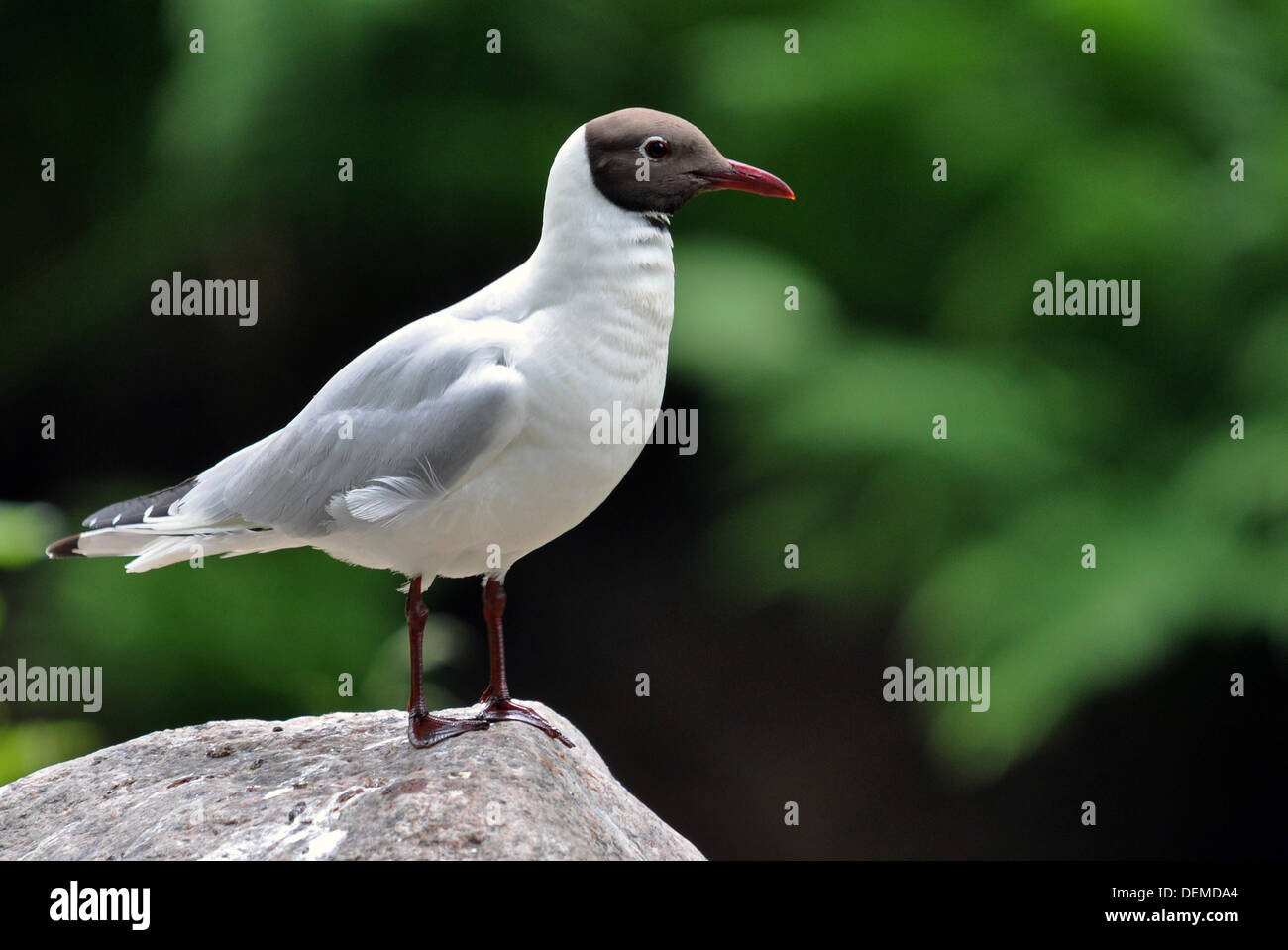 The gull ways hi-res stock photography and images - Alamy