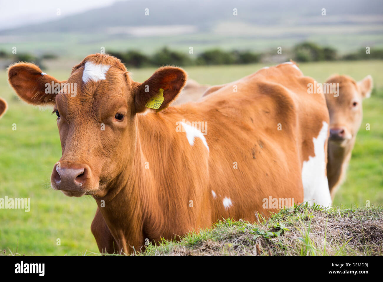 Heifers in field hi-res stock photography and images - Alamy