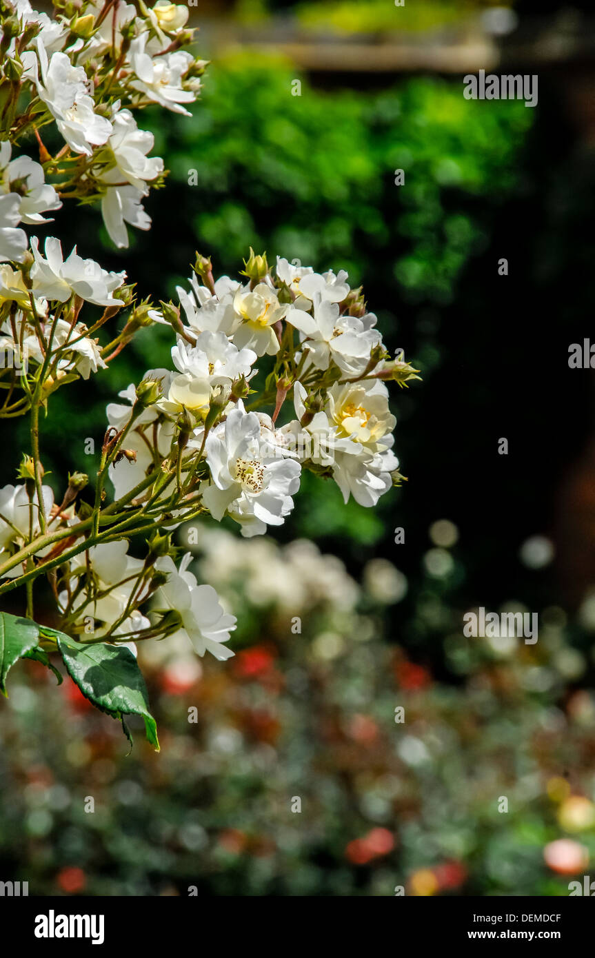 hever kent wild flowers roses red spring england uk europe daisy flora ...