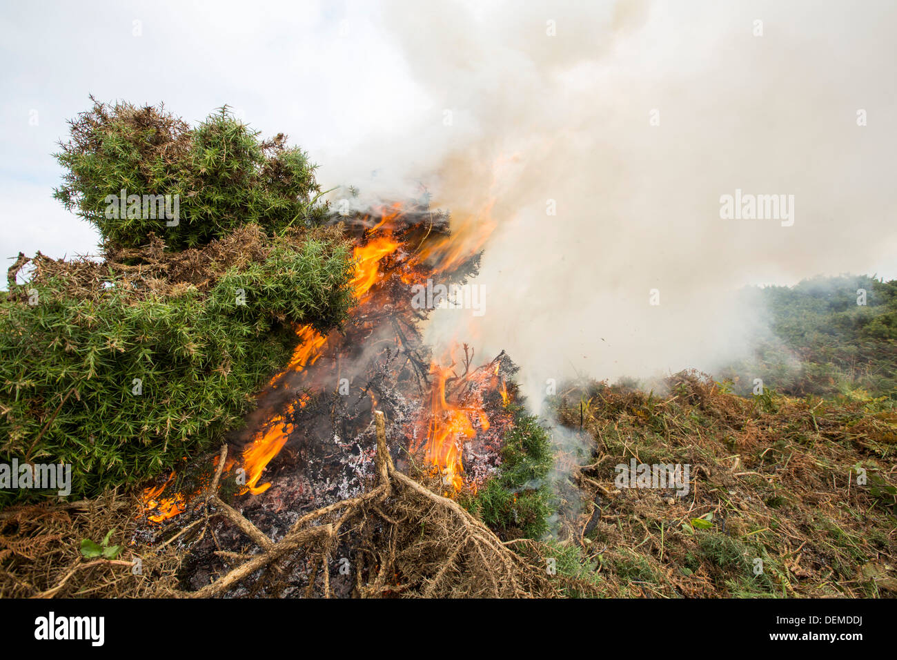 Invasive Gorse Scrub High Resolution Stock Photography and Images - Alamy