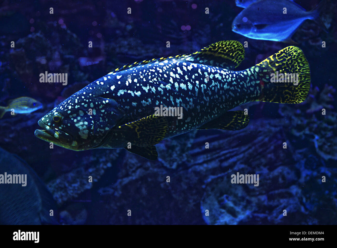 Fish tropical grouper hi-res stock photography and images - Alamy