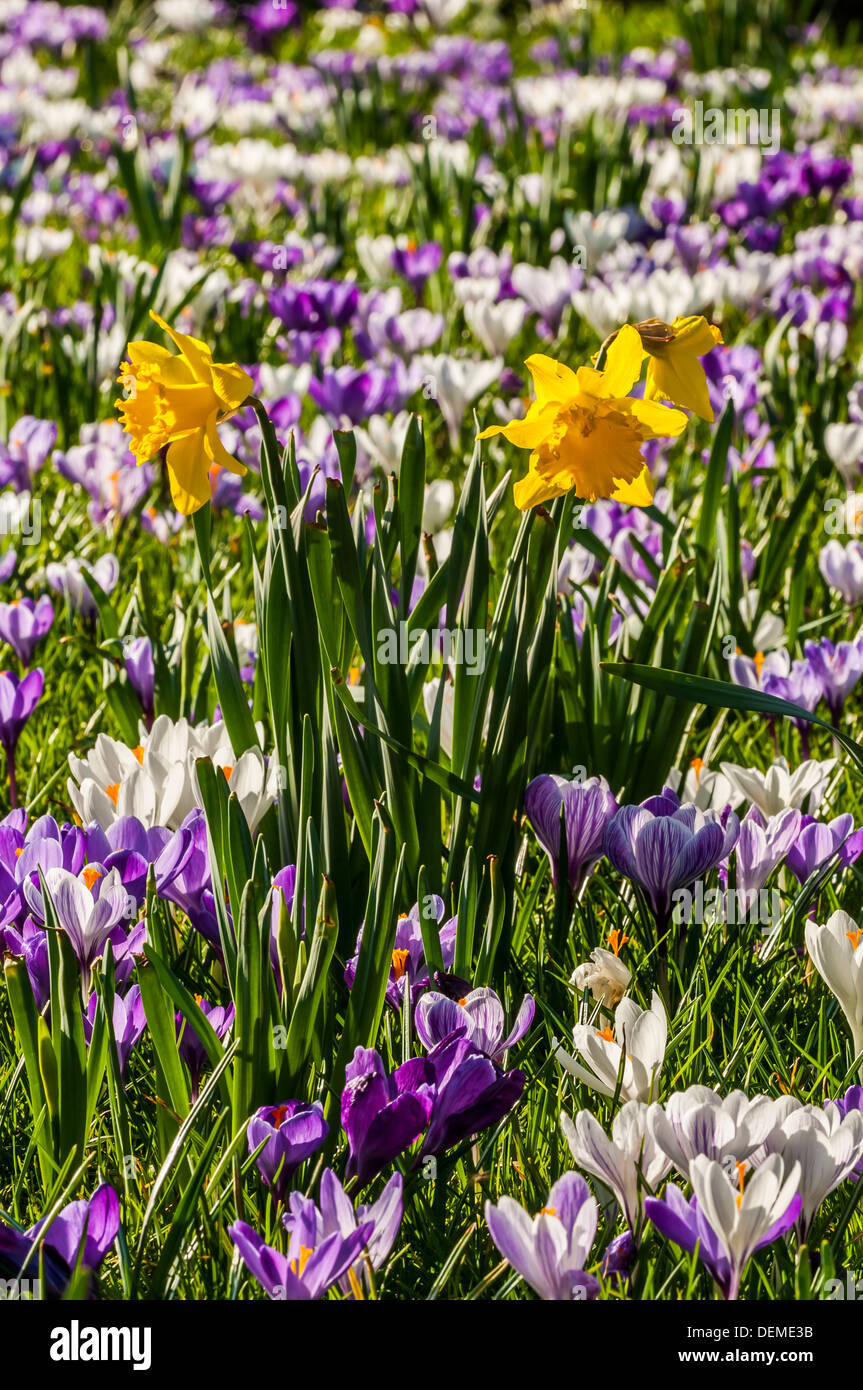 spring poulton-le-fylde town centre lancashire england uk europe Stock ...