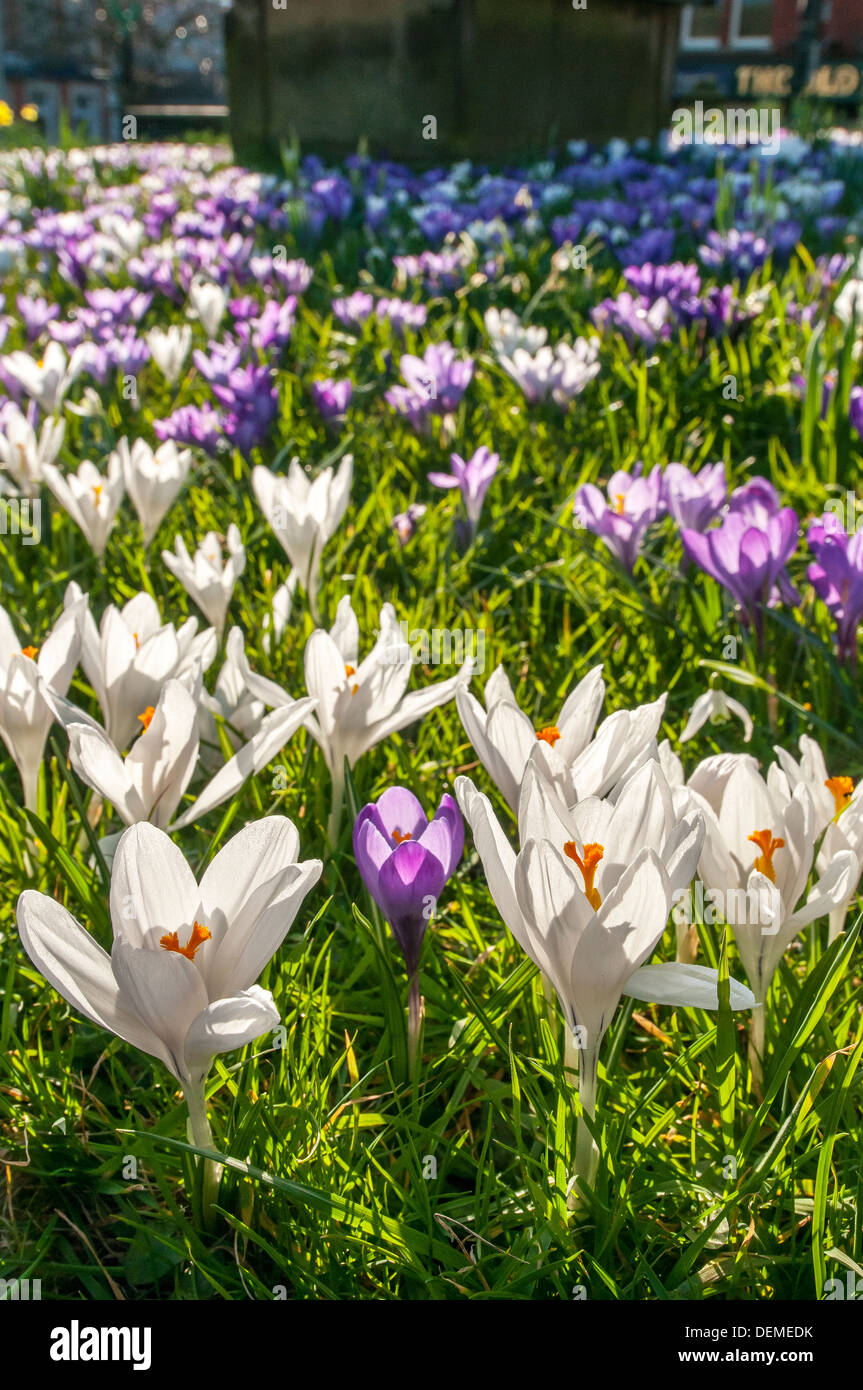 st.chad's church, poulton-le-fylde,town centre,lancashire,england,uk ...